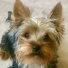 Иконка канала Simonyants Channel