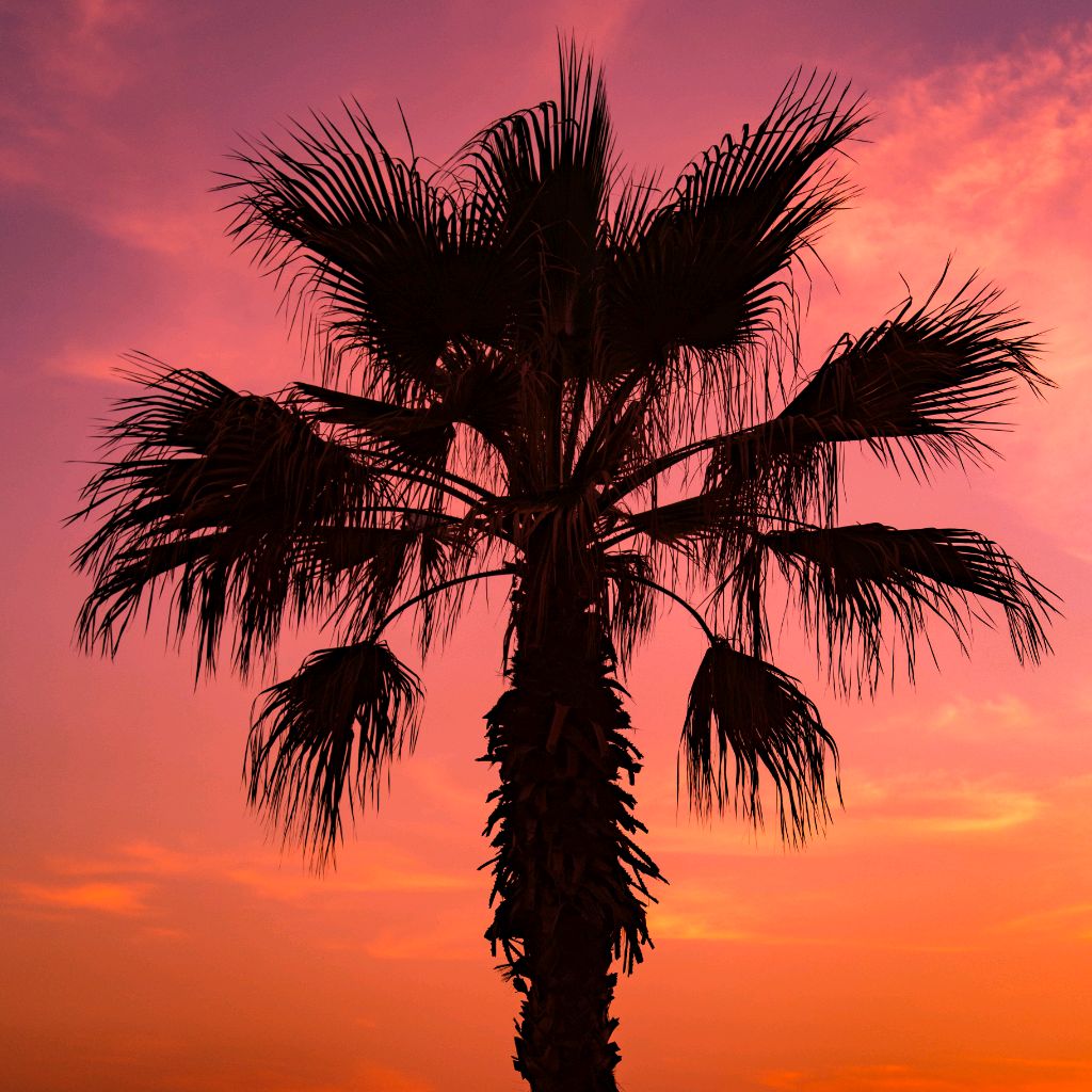 Иконка канала ПАЛЬМА