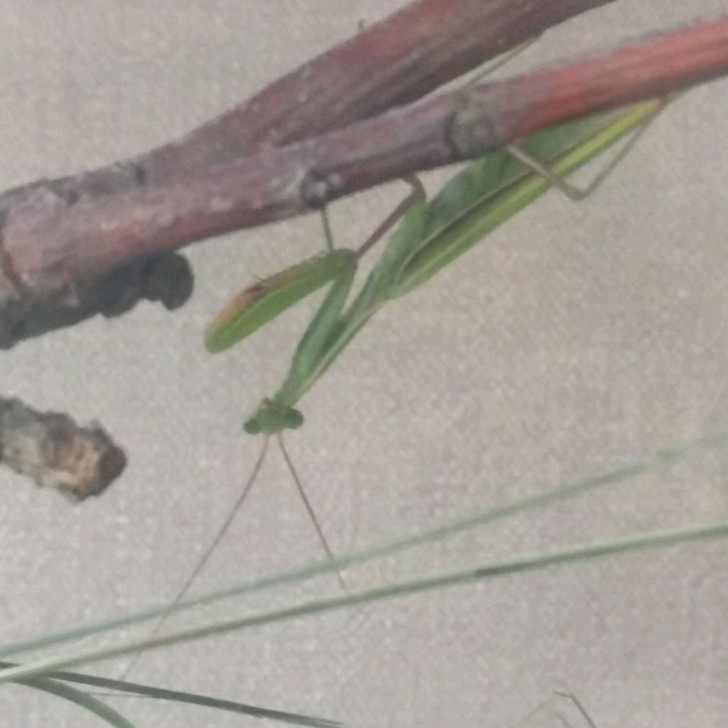 Иконка канала Minions