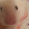 Иконка канала Homyachok8