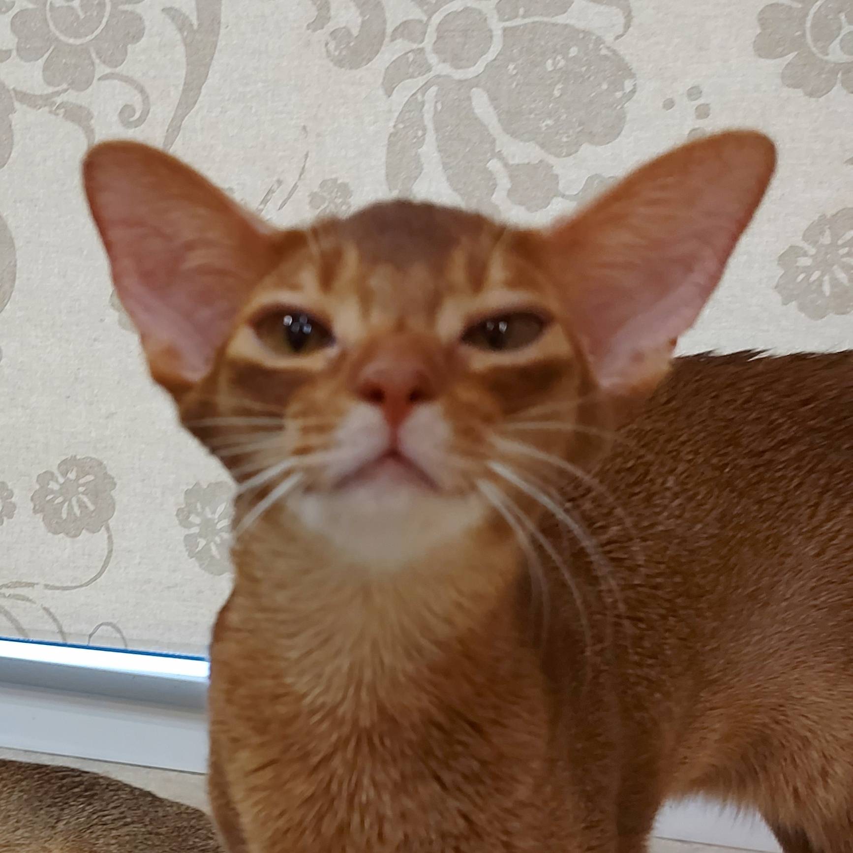 Иконка канала abissinskiekotiata.ru