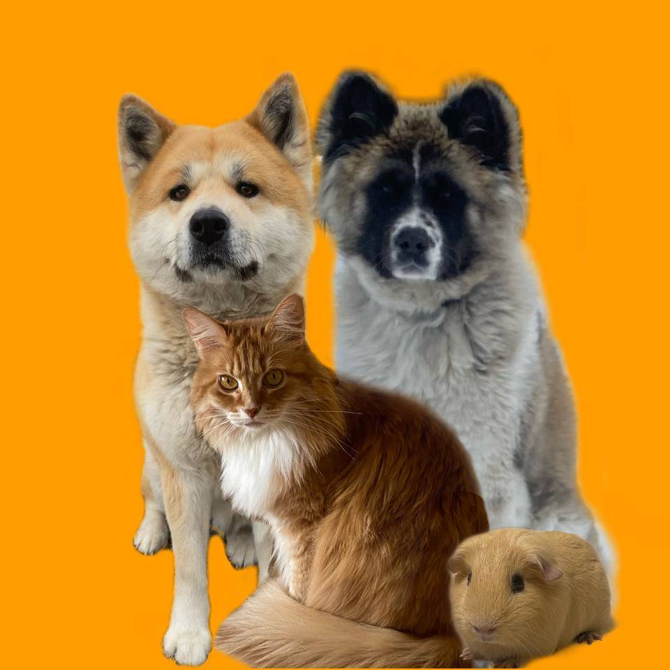 Иконка канала РЫЖАЯ КОМПАНИЯ И ЛУНАТИК