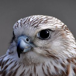 Иконка канала Александр Ya