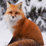 Иконка канала Ли Сяо. Лиса Алиса