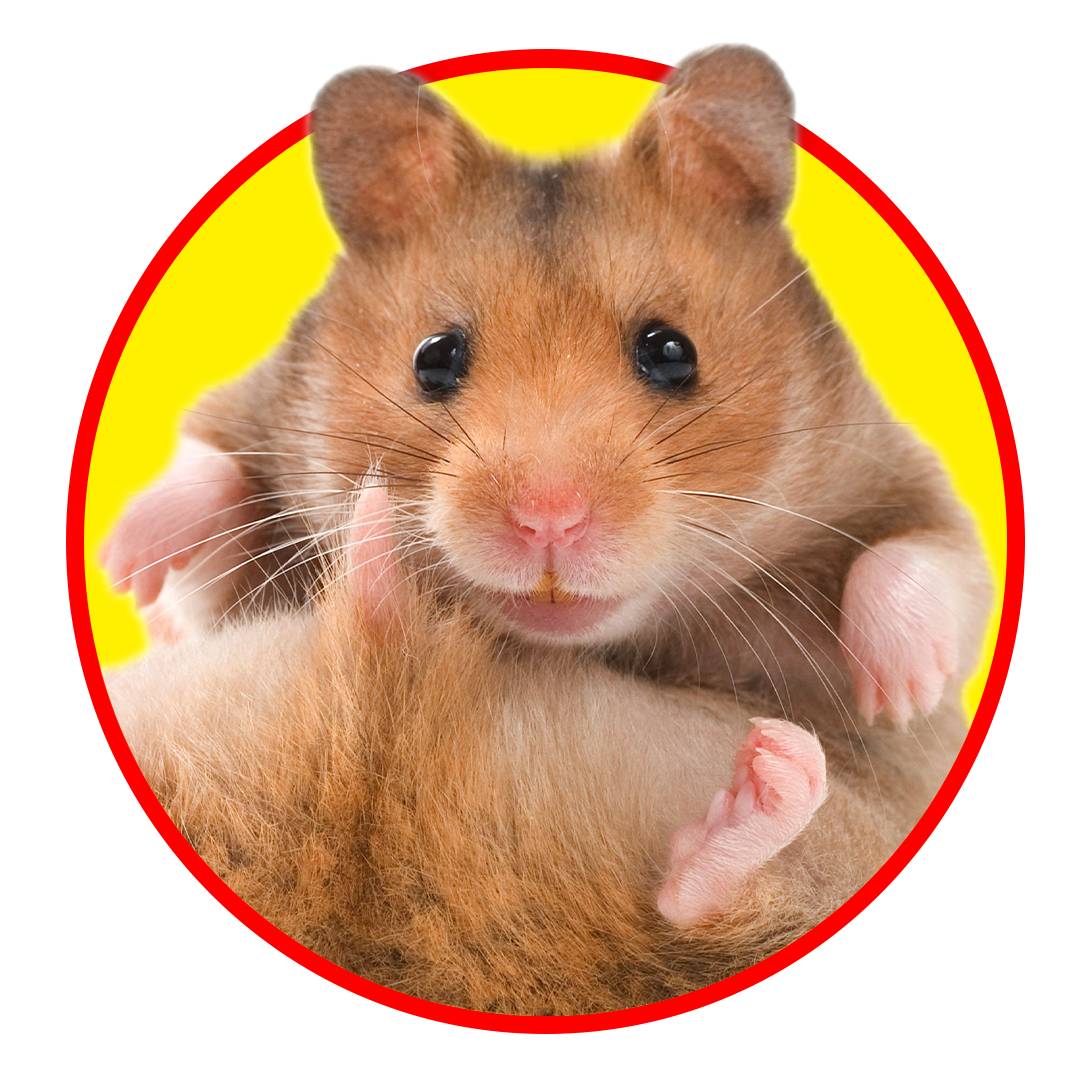 Иконка канала Пушистый Клубок