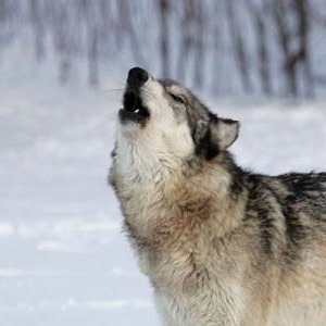 Иконка канала volkovsa