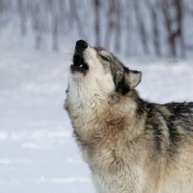 Иконка канала volkovsa