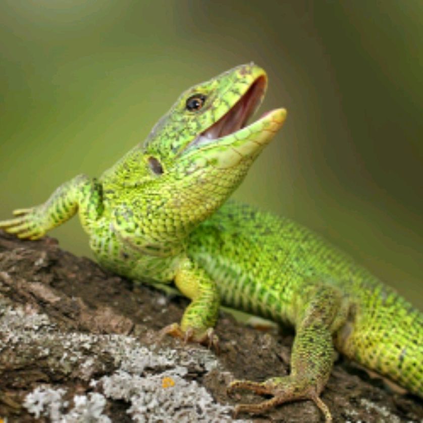 Иконка канала Reptile planet