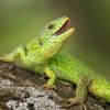 Иконка канала Reptile planet