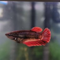 Иконка канала АквариУмные дела