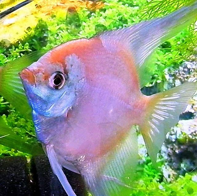 Иконка канала Аквариумистика Череповец