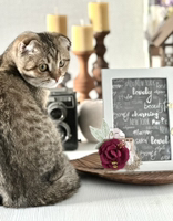 Иконка канала Скрап, декор & DIY