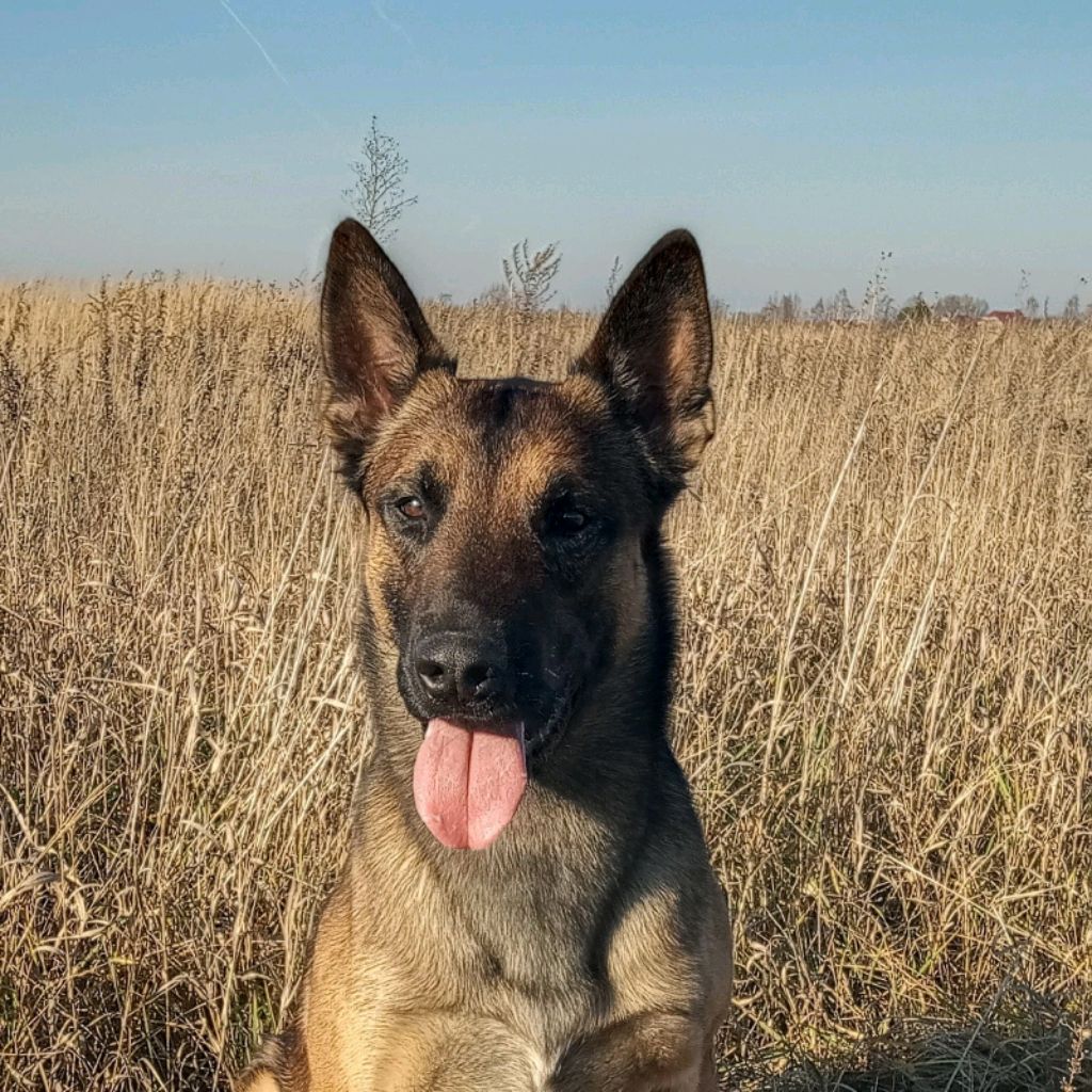 Иконка канала Занимательная кинология / Играй-учи