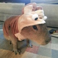 Иконка канала senjarin