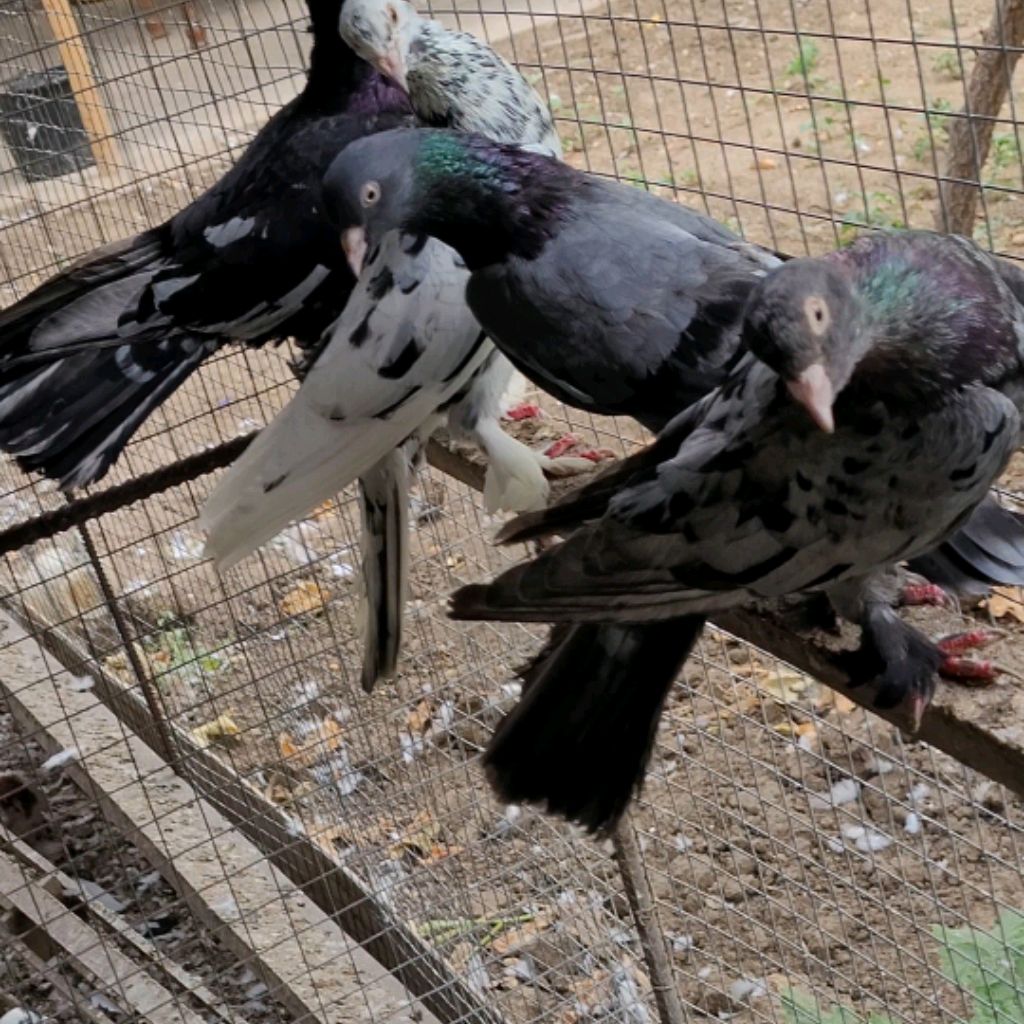 Иконка канала Голуби бакинские широкохвостые