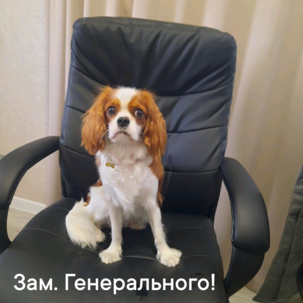 Иконка канала Вероника