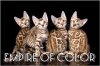 Иконка канала Empireofcolorcattery