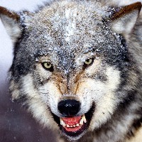 Иконка канала D.Wolf