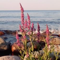 Иконка канала Божественный Путь Духовного Сердца