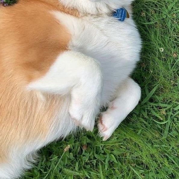 Иконка канала Розетта