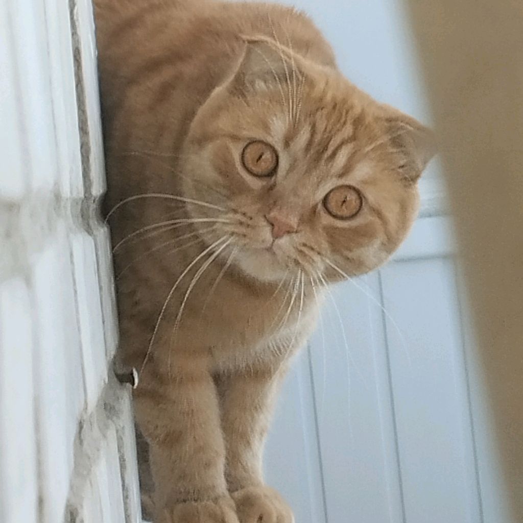 Иконка канала FoxyBu