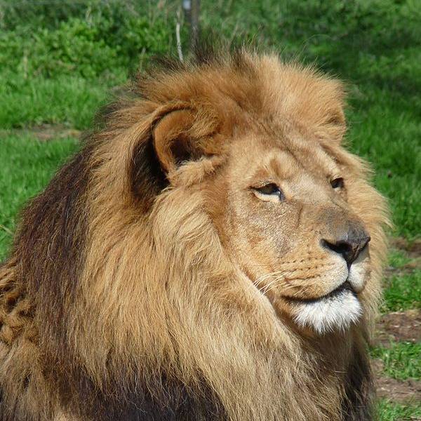 Иконка канала "Интересные истории и факты о животных"