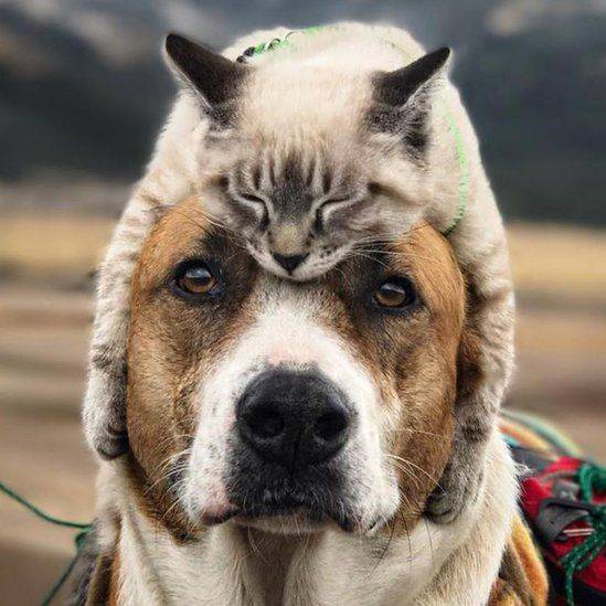 Иконка канала Cat and Dog Life