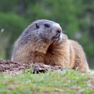 Иконка канала nata_murmata