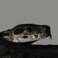 Иконка канала Природа сквозь призму …