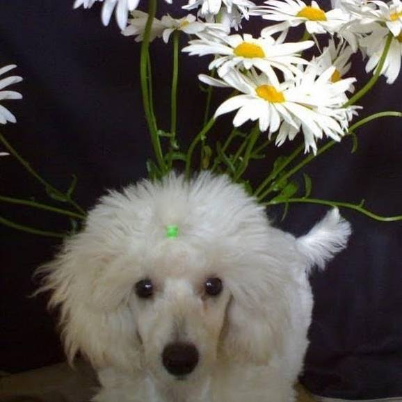 Иконка канала Огонёк