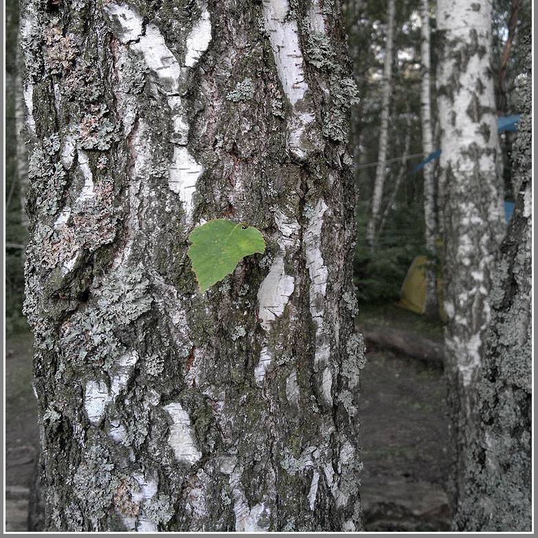 Иконка канала Лист Стволыч