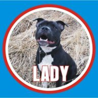 Иконка канала Прогулки с Леди Стаффи