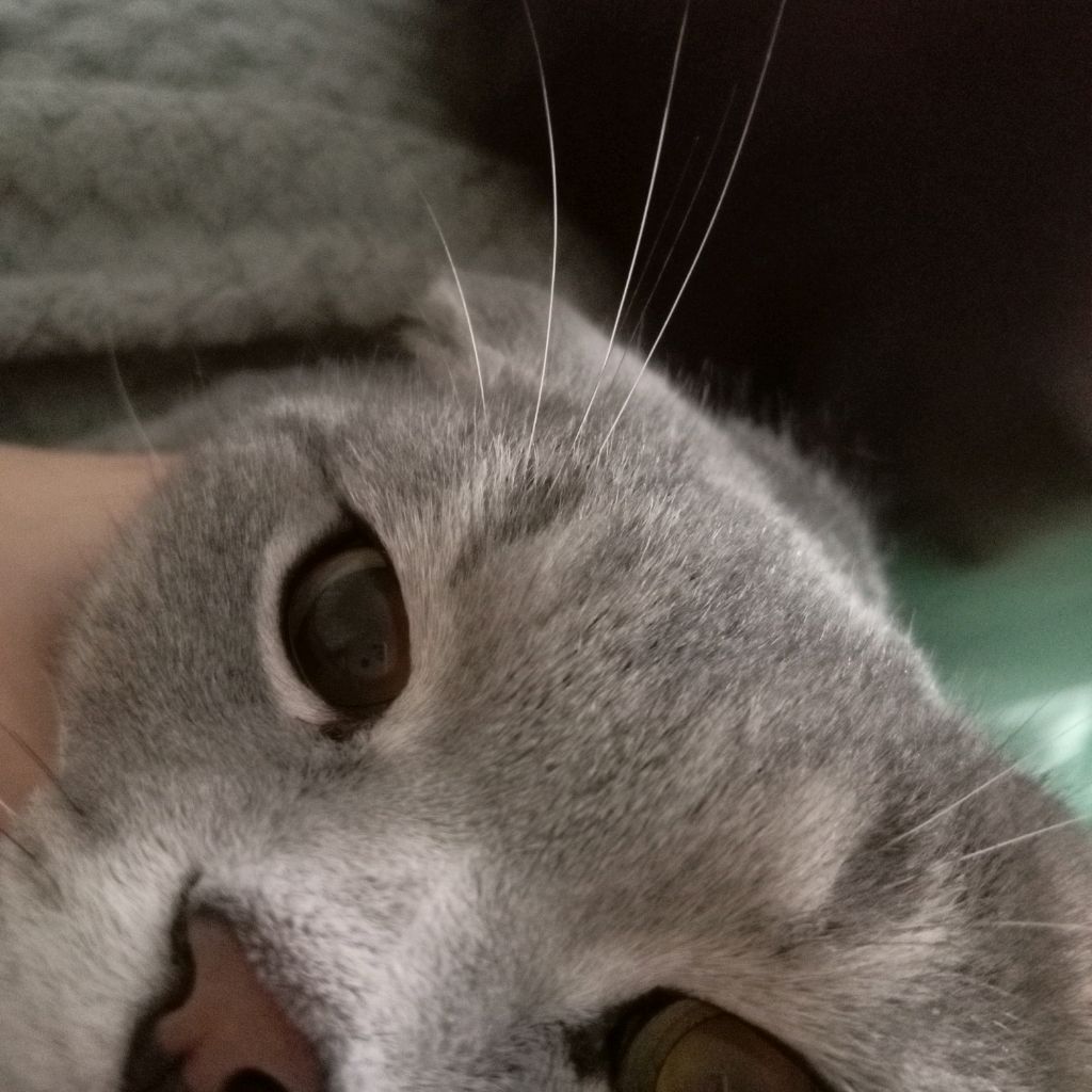 Иконка канала ☆*:. Cat ☆*:.