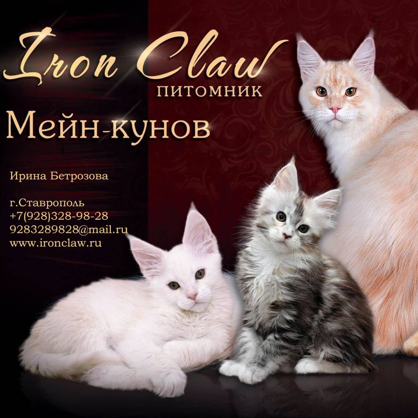 Иконка канала Питомник мейн-кунов Iron Claw  в г.Ставрополе