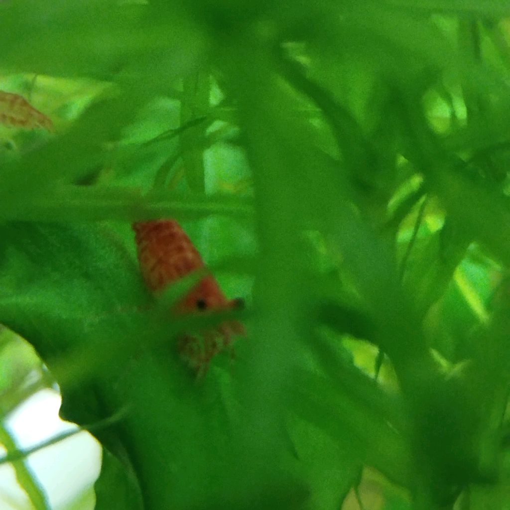 Иконка канала ОксанаМойАквариумНовоалтайск