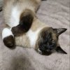 Иконка канала Peach