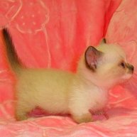 Иконка канала Манчкины Коротколапые Котята(Крым)