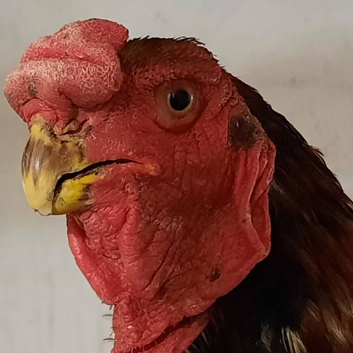 Иконка канала Питомник О-Шамо.Шу-Шамо.Азиль.Александра Хамидова