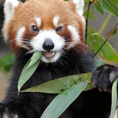 Иконка канала Викио