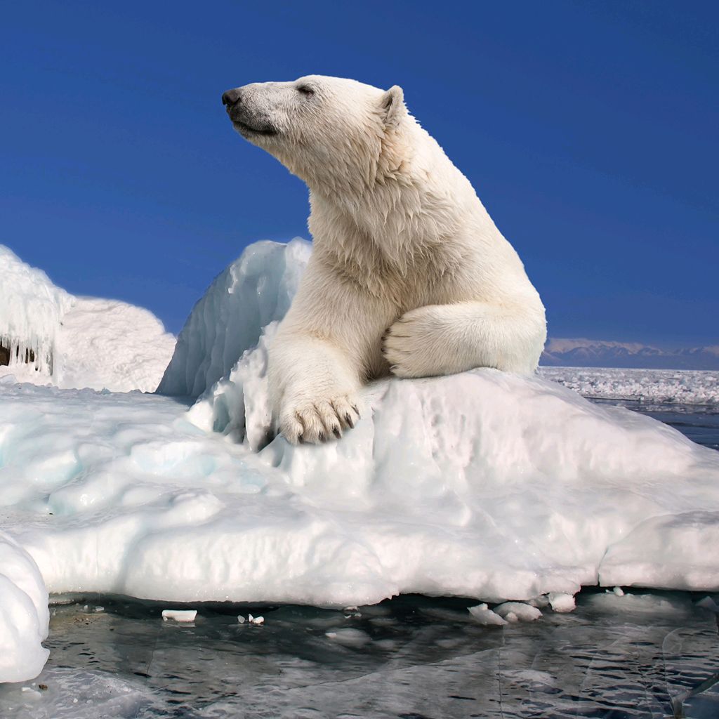 Иконка канала Северный