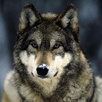 Иконка канала MMA-MAX