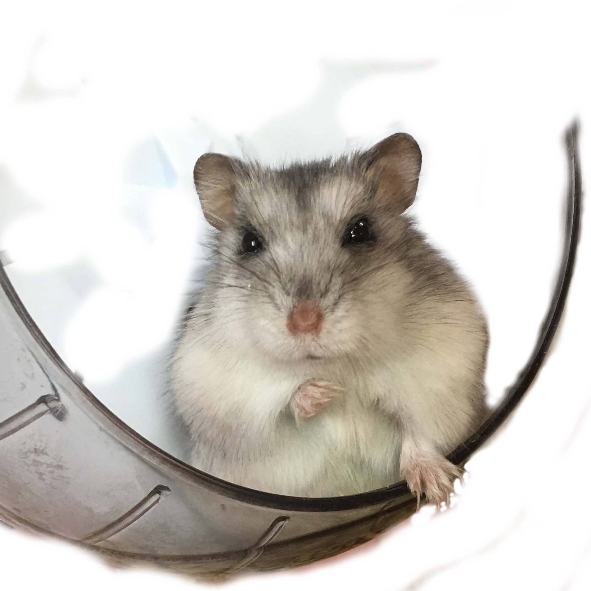 Иконка канала Хомячий лаберинт.