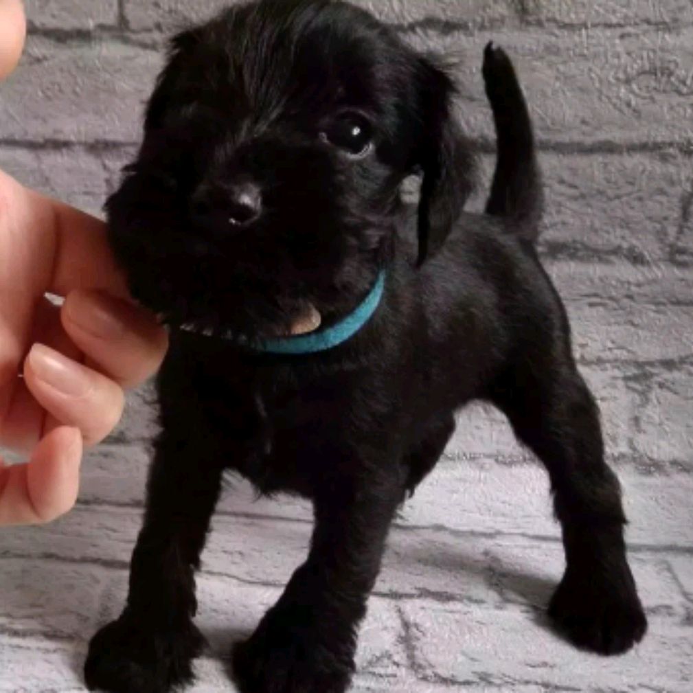 Иконка канала Цвергшнауцер Уфа 02