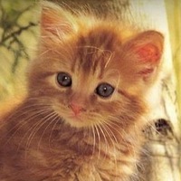 Иконка канала Игорь Павленко