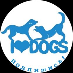 Иконка канала dogsi-rnd.ru