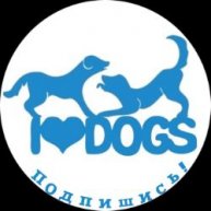 Иконка канала dogsi-rnd.ru