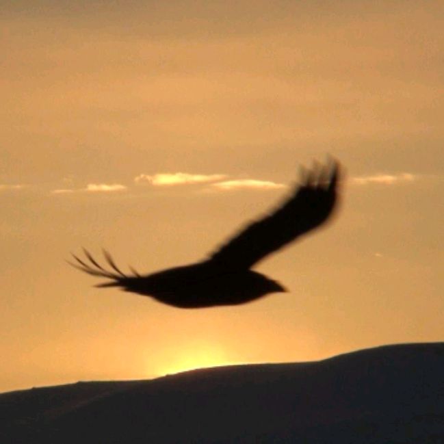 Иконка канала gold999mining