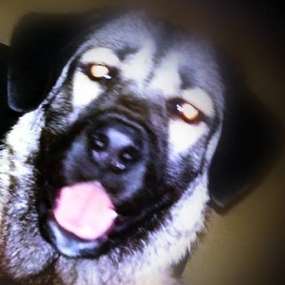 Иконка канала История одного кангала.