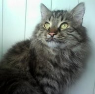 Иконка канала Блог #Мими_кися