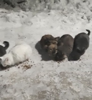 Иконка канала Cats_from_the_forest